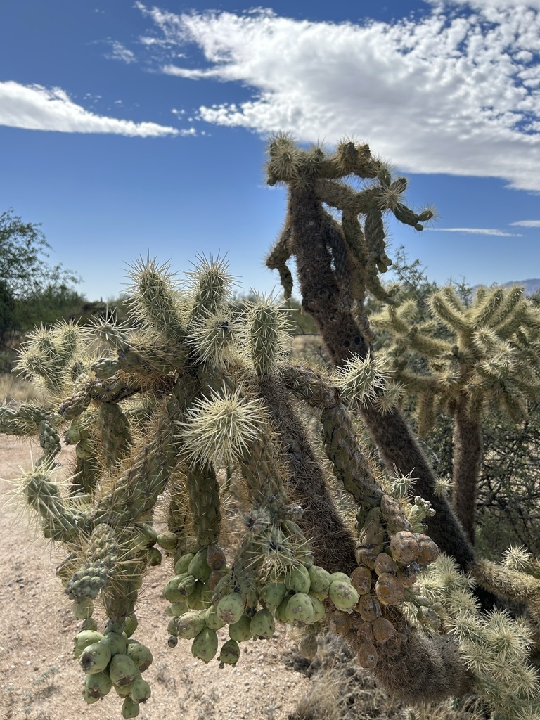 Chain-fruit Cholla from Pima County, AZ, USA on June 6, 2023 at 03:25 ...