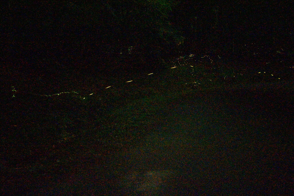 Synchronous Firefly from Smyth County, VA, USA on June 19, 2021 at 10: ...