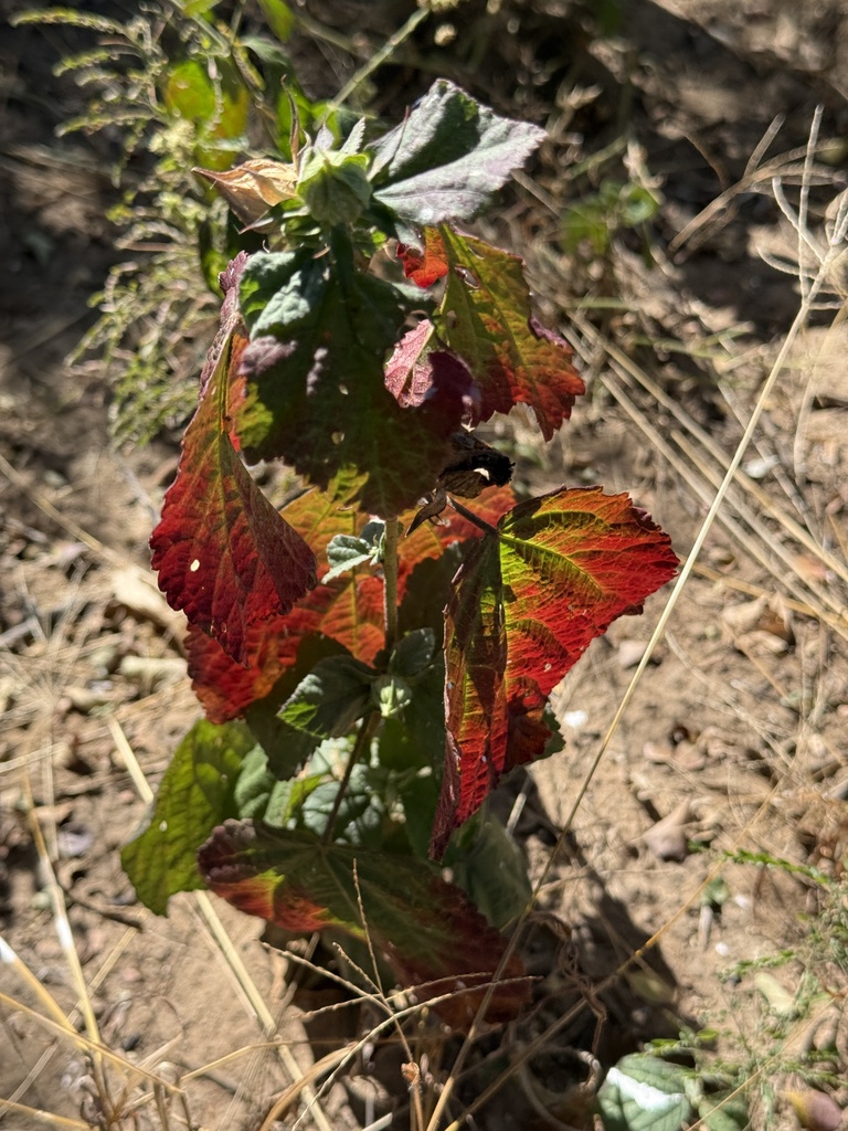 hibiscuses from Otjozondjupa, NA on May 26, 2025 at 12:09 PM by Kelsey ...