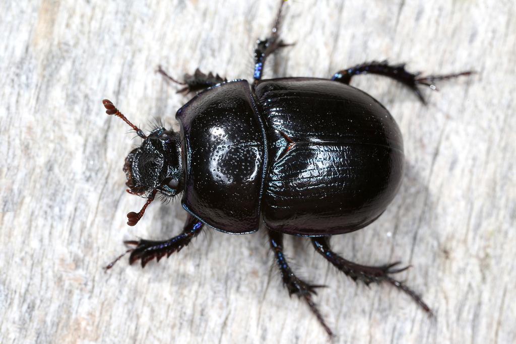 Woodland Dor Beetle in September 2019 by gernotkunz. quite small for Geotrupidae · iNaturalist