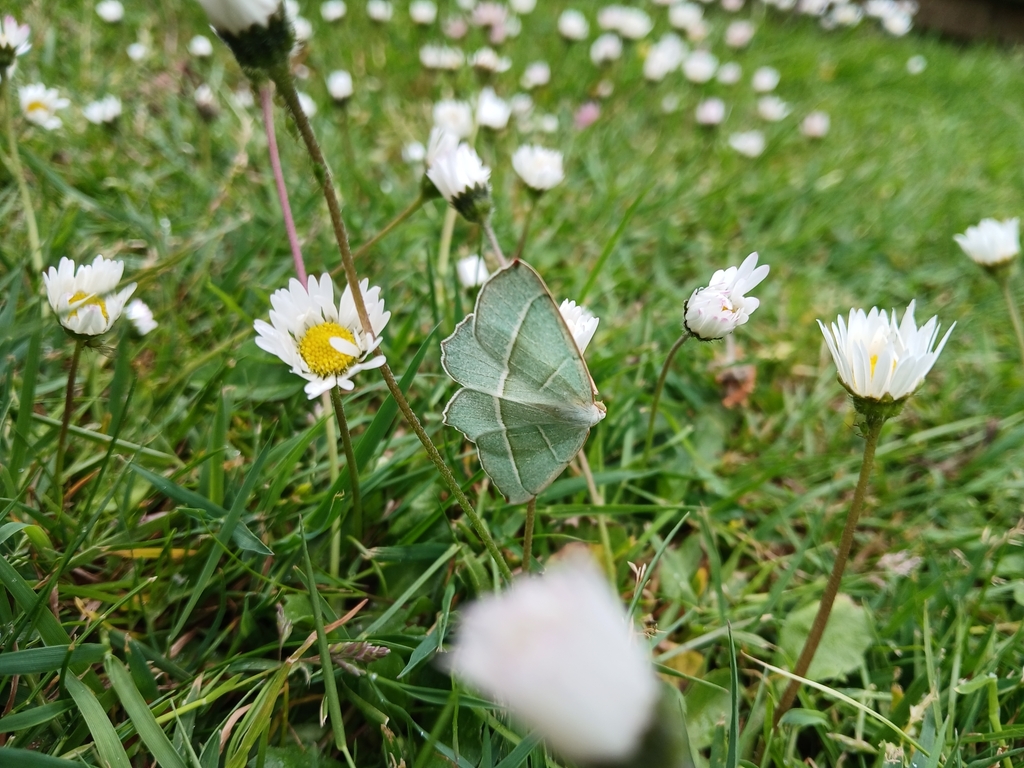Light Emerald from Fulford, York, UK on May 26, 2025 at 04:40 PM by Sue ...
