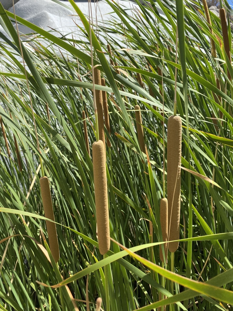 southern cattail from Los Cabos, B.C.S., MX on May 17, 2025 at 10:03 AM ...