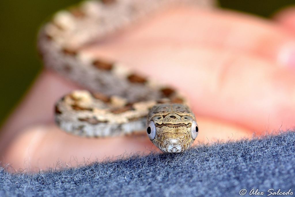 Eastern Ratsnake from Kendall, FL, USA on December 10, 2014 at 12:01 PM ...
