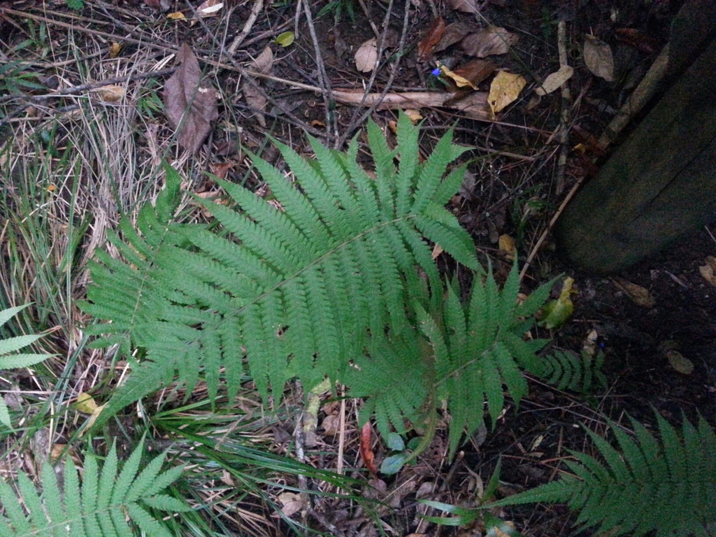 ferns in October 2016 by helen_hudson. Field Notes - fern · iNaturalist