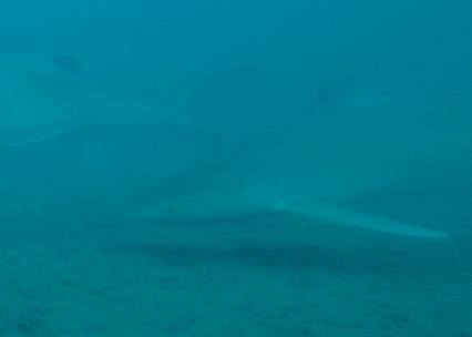Whitecheek Shark (Carcharhinus coatesi) · iNaturalist