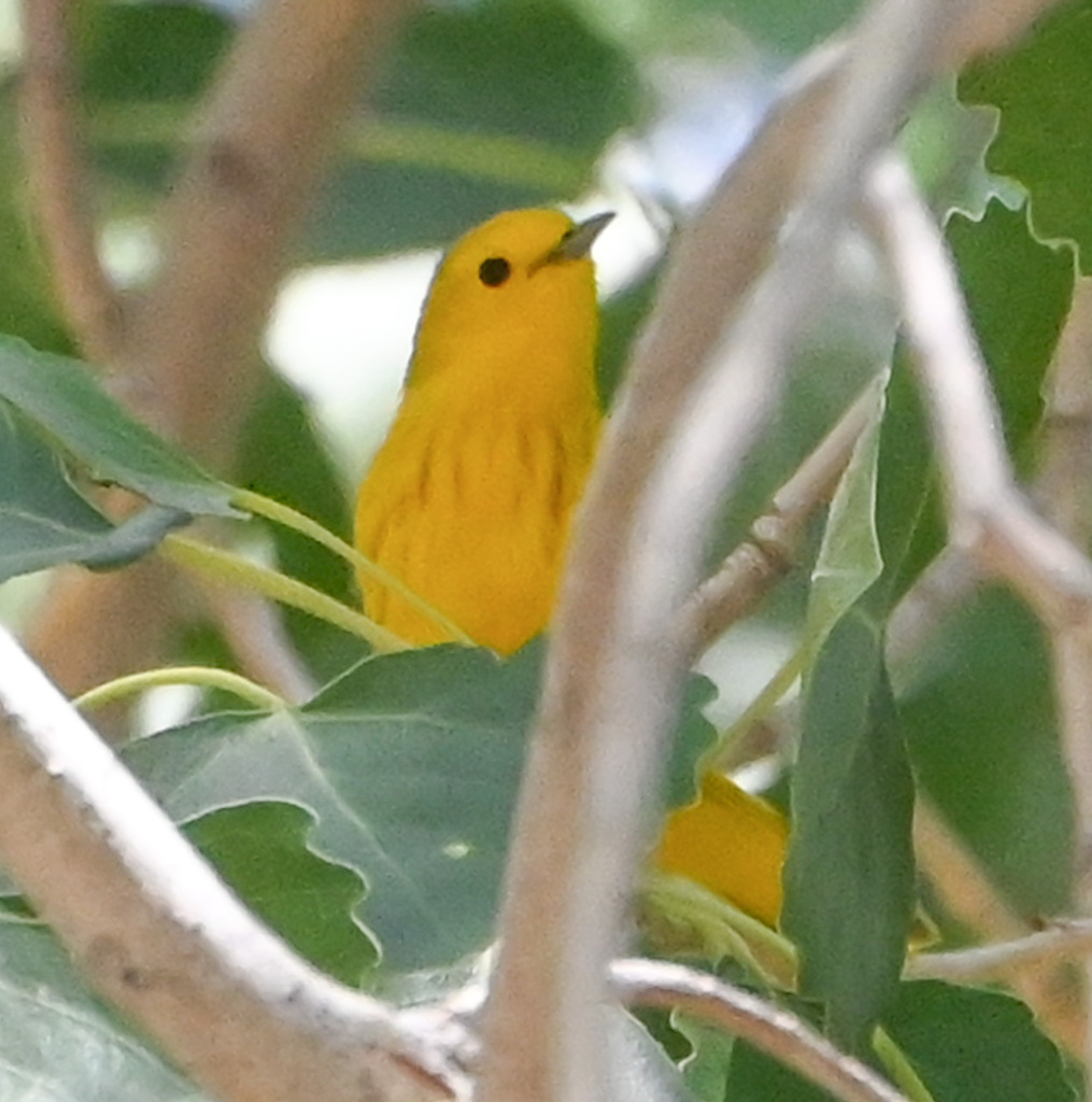 Yellow Warbler from Springdale, UT, USA on May 15, 2025 at 04:07 PM by ...
