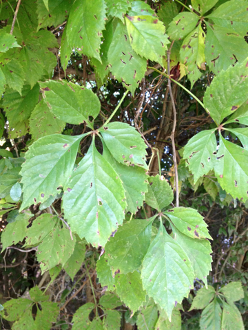 Observations by marshamay · iNaturalist