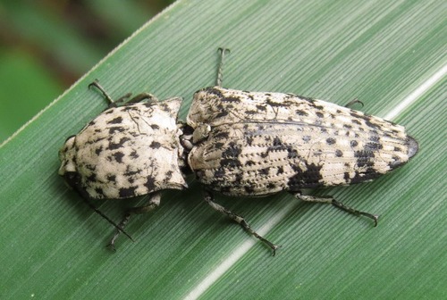 Subspecies Cryptalaus sordidus ceylonensis · iNaturalist