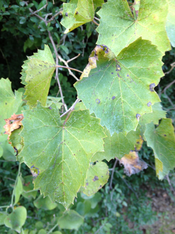 Observations by marshamay · iNaturalist