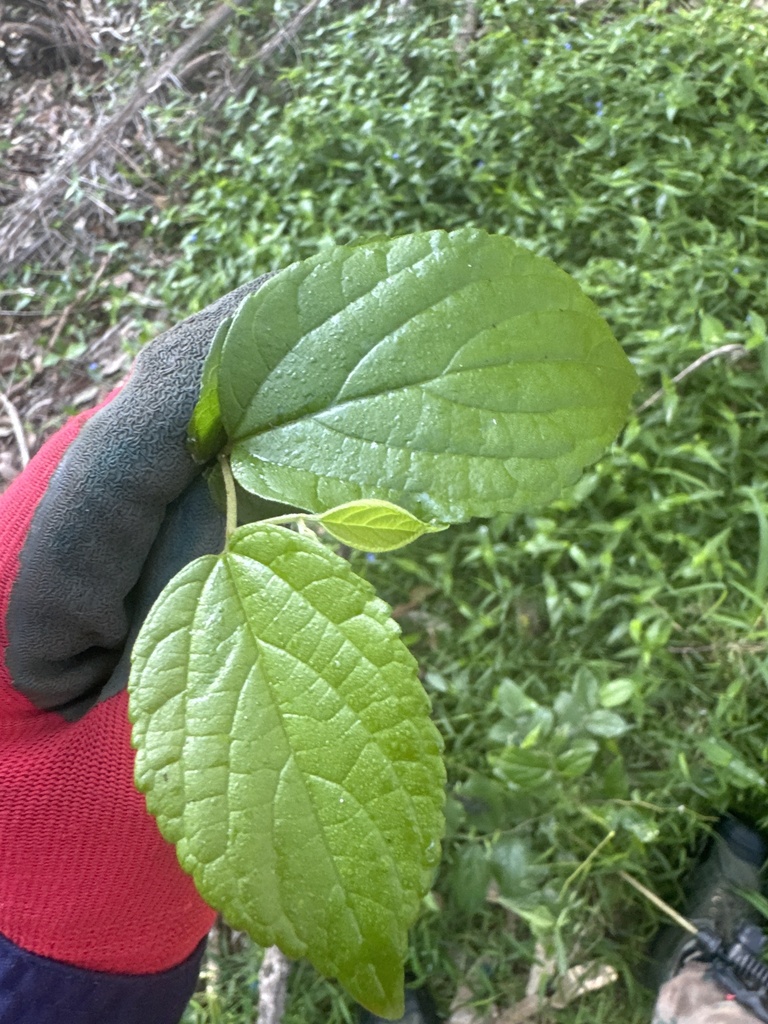 Chinese Hackberry from Southeast Outer Brisbane, Burbank, QLD, AU on ...