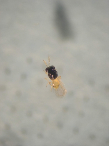 Genus Thripobius · iNaturalist United Kingdom