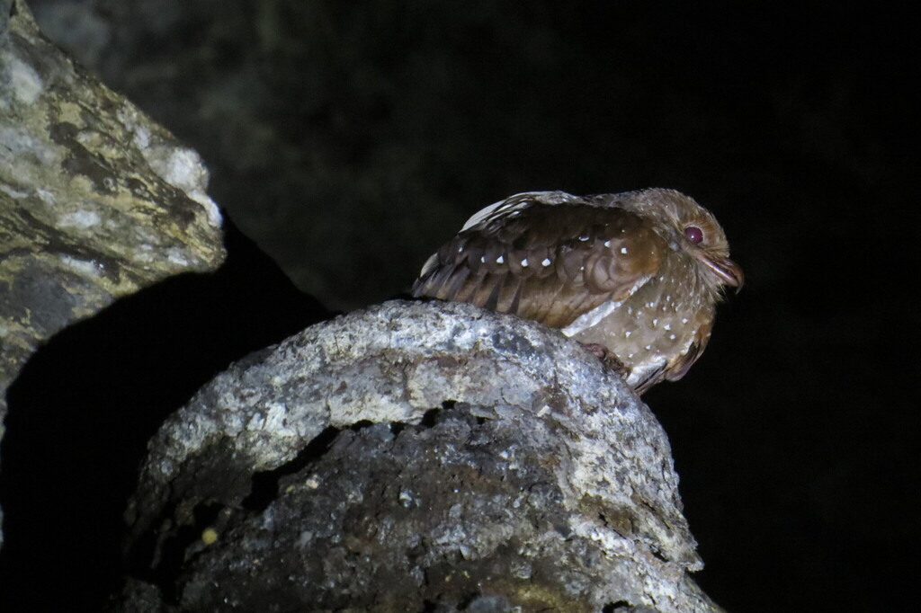 Oilbird from Parque Nacional Cueva de los Guacharos, Colombia on ...