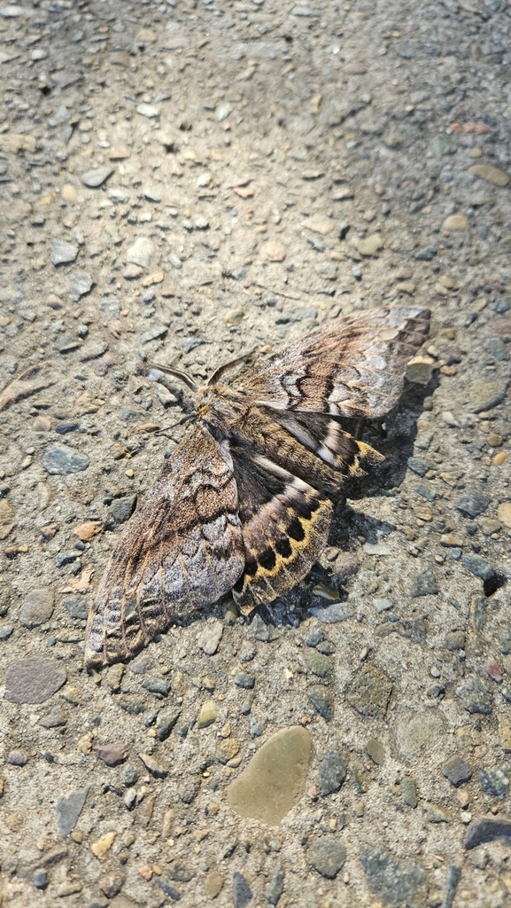 Batwing Moth from Manly NSW 2095, Australia on May 24, 2025 at 11:27 AM ...
