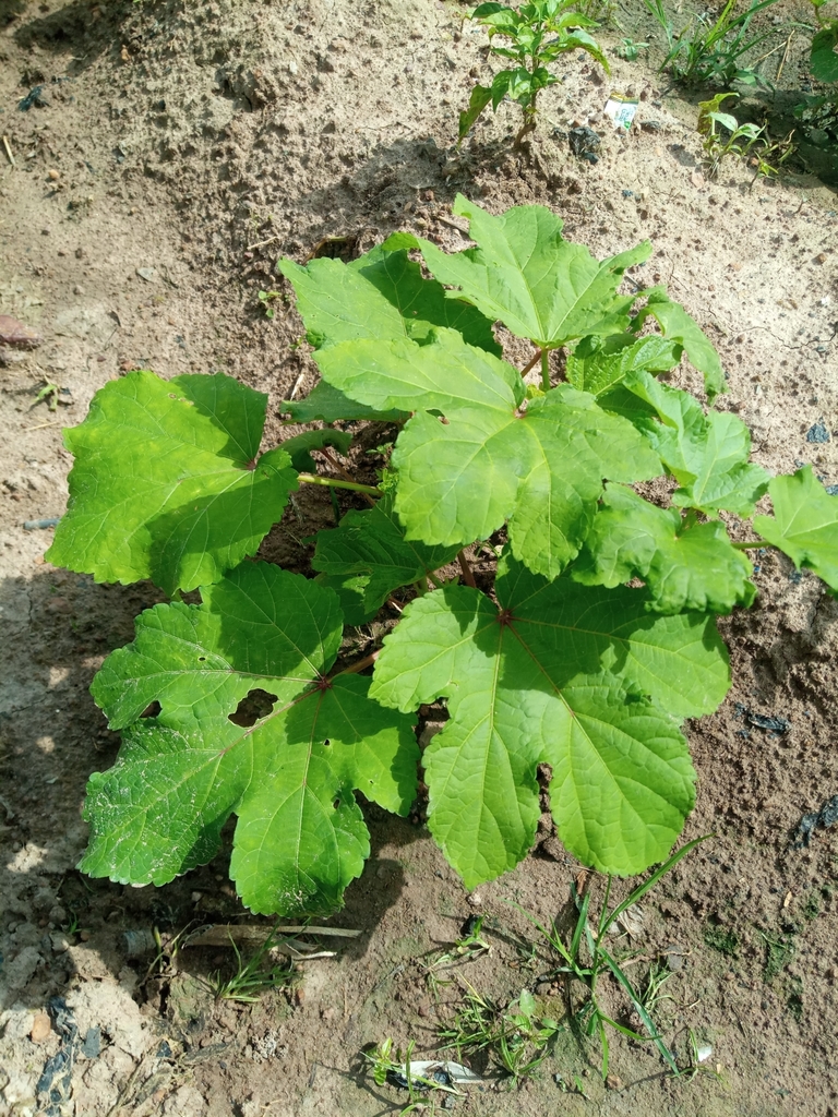 Okra from Banikoara, Bénin on September 12, 2019 at 03:34 PM by Armand ...