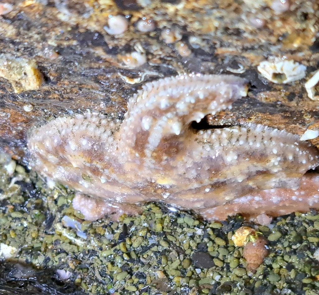 Asteriid Sea Stars from Point Defiance Marina on May 26, 2025 at 10:34 ...