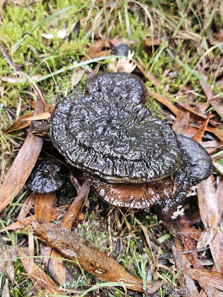 red-staining stalked polypore from West Coast, TAS, Australia on May 27 ...