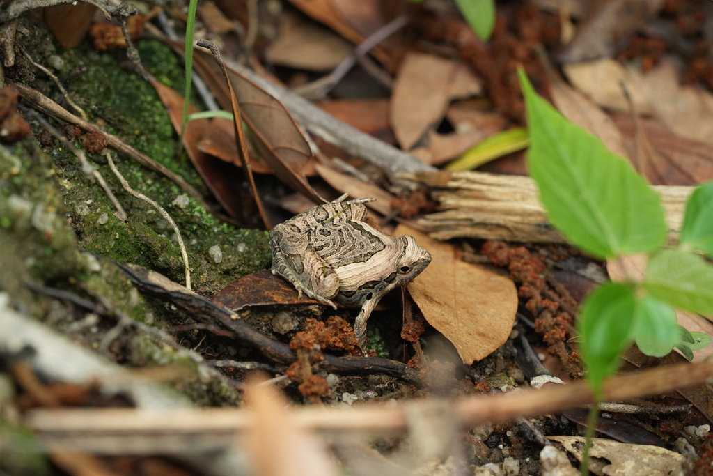 Beautiful Pygmy Frog from 花东镇狮前村七溪路1号-芳香体验区, 广州市, 广东省, CN on May 24 ...