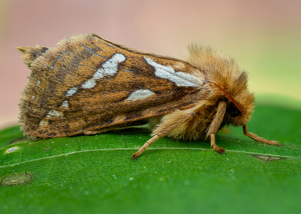Common Swift Moth in May 2025 by Markus Horrer. I may add close ups of ...