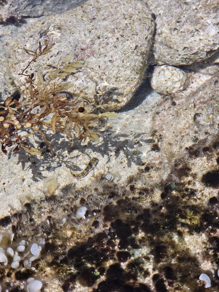 Pearl Blenny from 94MF+4W, 77684 Rancho Enríquez, Quintana Roo, Mexico ...