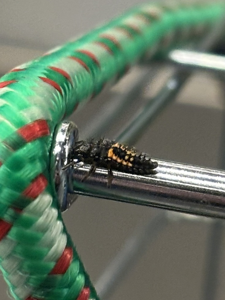 Asian Lady Beetle from University of Washington, Seattle, WA, US on May ...