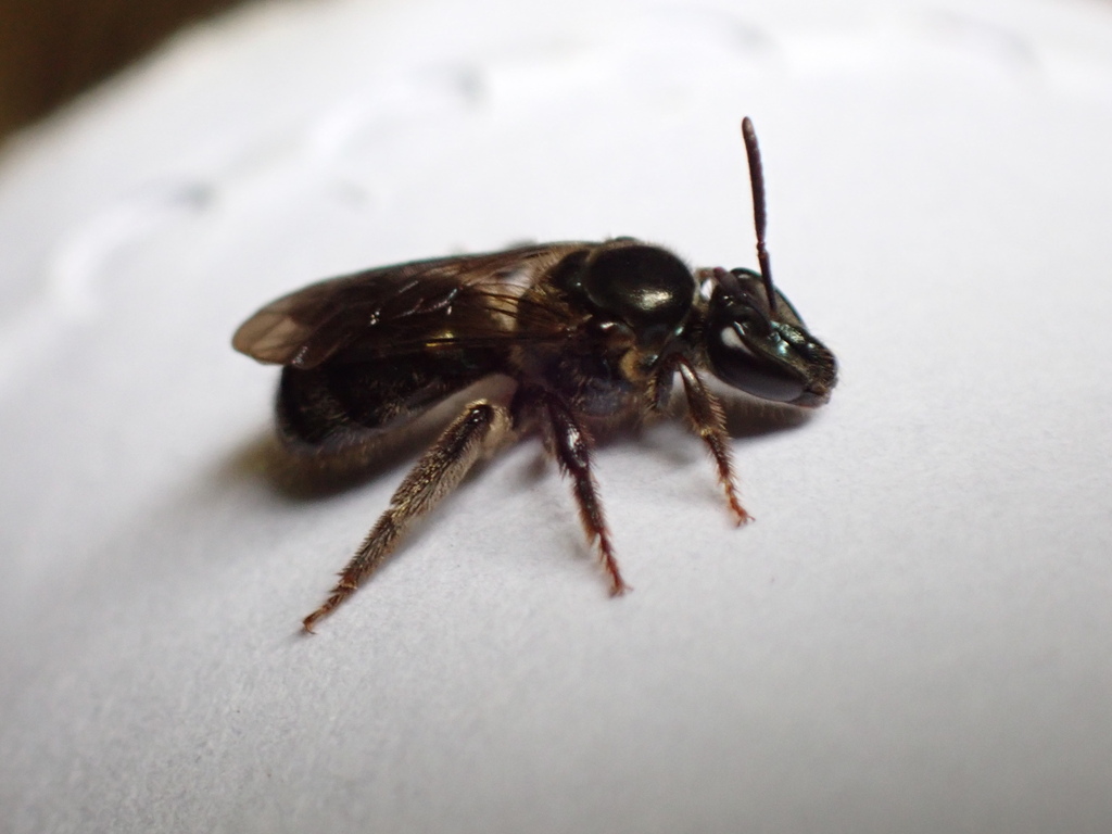 Augochlorine Sweat Bees from Ubatuba - State of São Paulo, 11680-000 ...