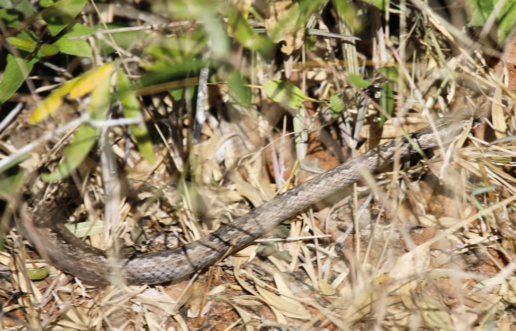Pencil Snake from Toliary-II, Madagascar on April 23, 2025 at 12:31 AM ...