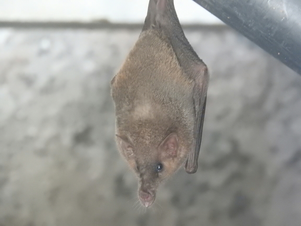 Long-tongued Bat from Jacala 6 Santa Maria Tulpetlac 55400 Ecatepec de ...