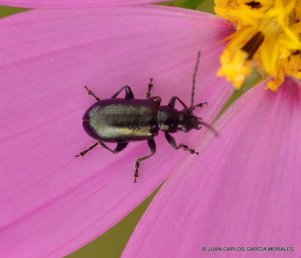 Flea Beetles from Parque Sierra Morelos, Toluca, México on September 11 ...