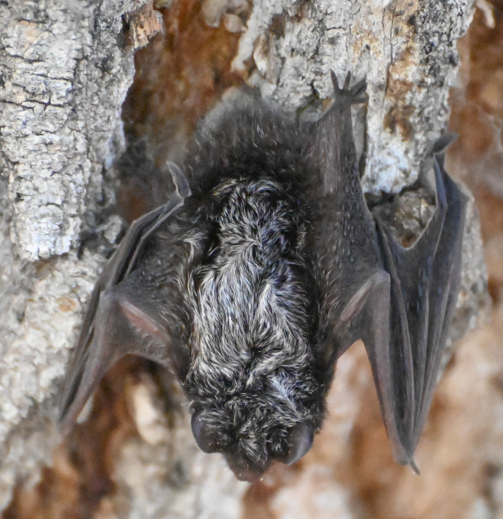 Silver-haired Bat from La Verkin, UT 84745, USA on May 16, 2025 at 02: ...