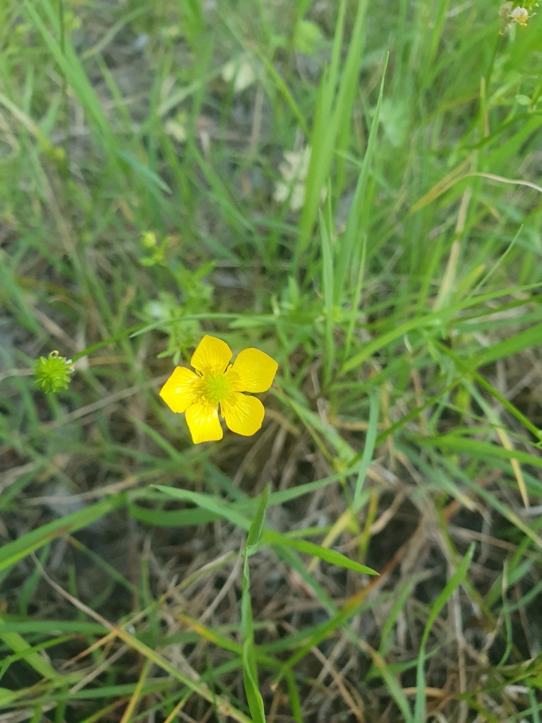 hairy buttercup from 33400 Talence, France on May 27, 2025 at 08:46 PM ...