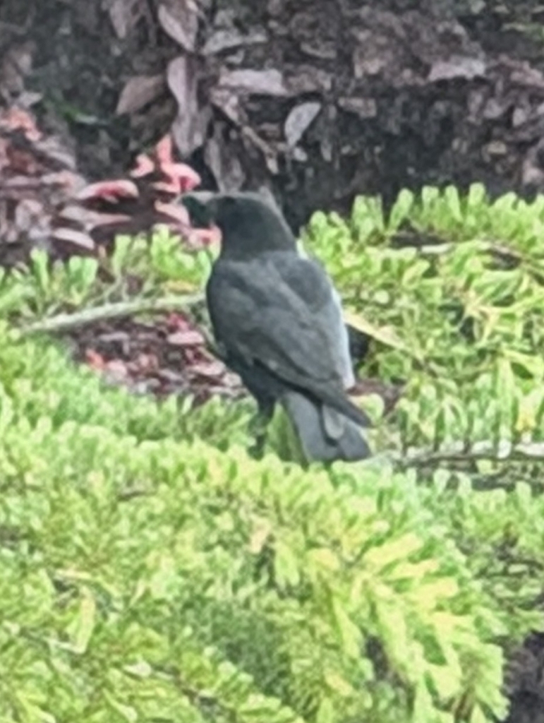 American Crow from Duluth, WA 98642, USA on May 26, 2025 at 02:57 PM by ...