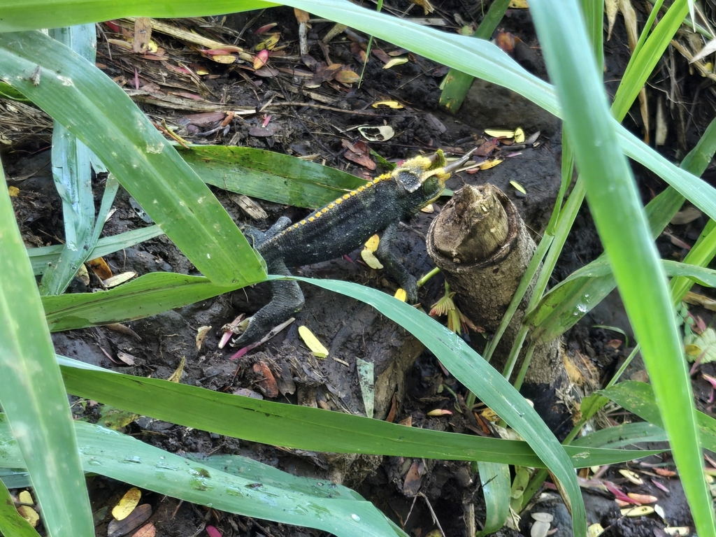 Yellow-crested Jackson's Chameleon from Captain Cook, HI, USA on May 27 ...