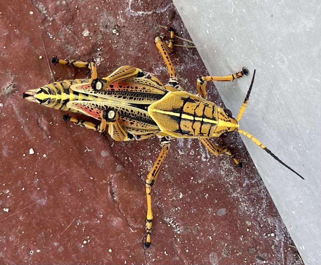 Eastern Lubber Grasshopper from Everglades National Park, Homestead, FL ...