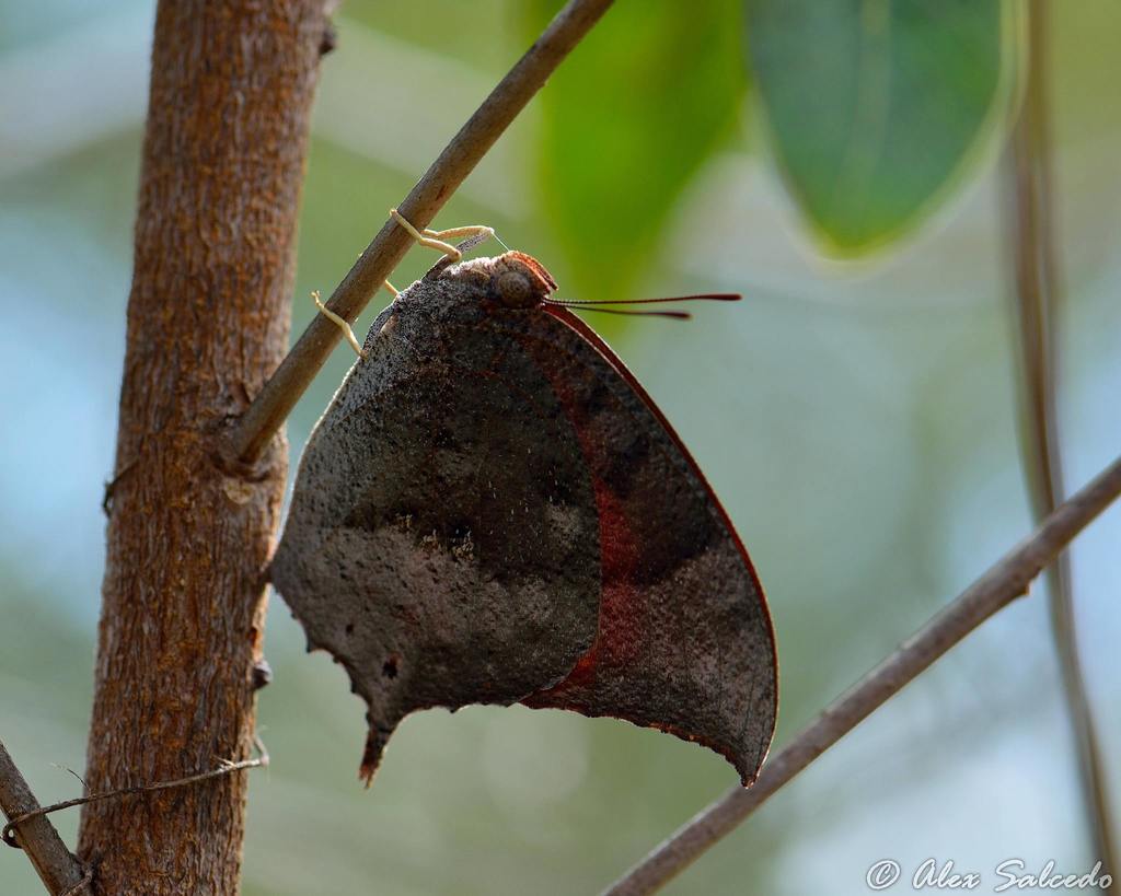 Florida Leafwing in February 2015 by Alex Salcedo. A. troglodyta ...