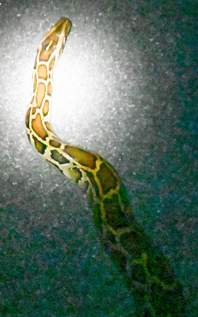 Burmese Python from Miami-Dade County, FL, USA on May 20, 2025 at 09:33 ...