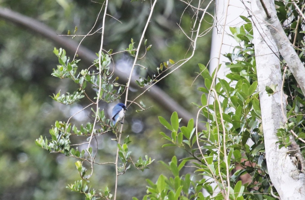 Madagascar Blue Vanga from 3C39+39C, Andasibe, Madagascar on May 01 ...