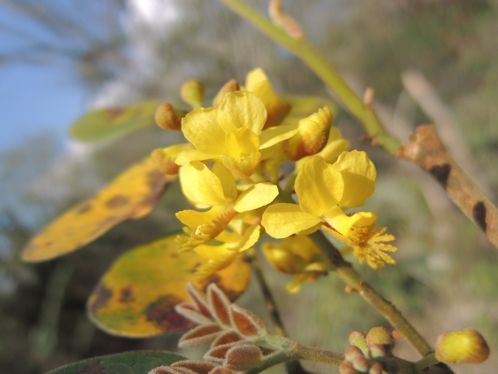 Jicote desde Ciudad Valles, Ciudad Valles, S.L.P., MX el 05 de ...