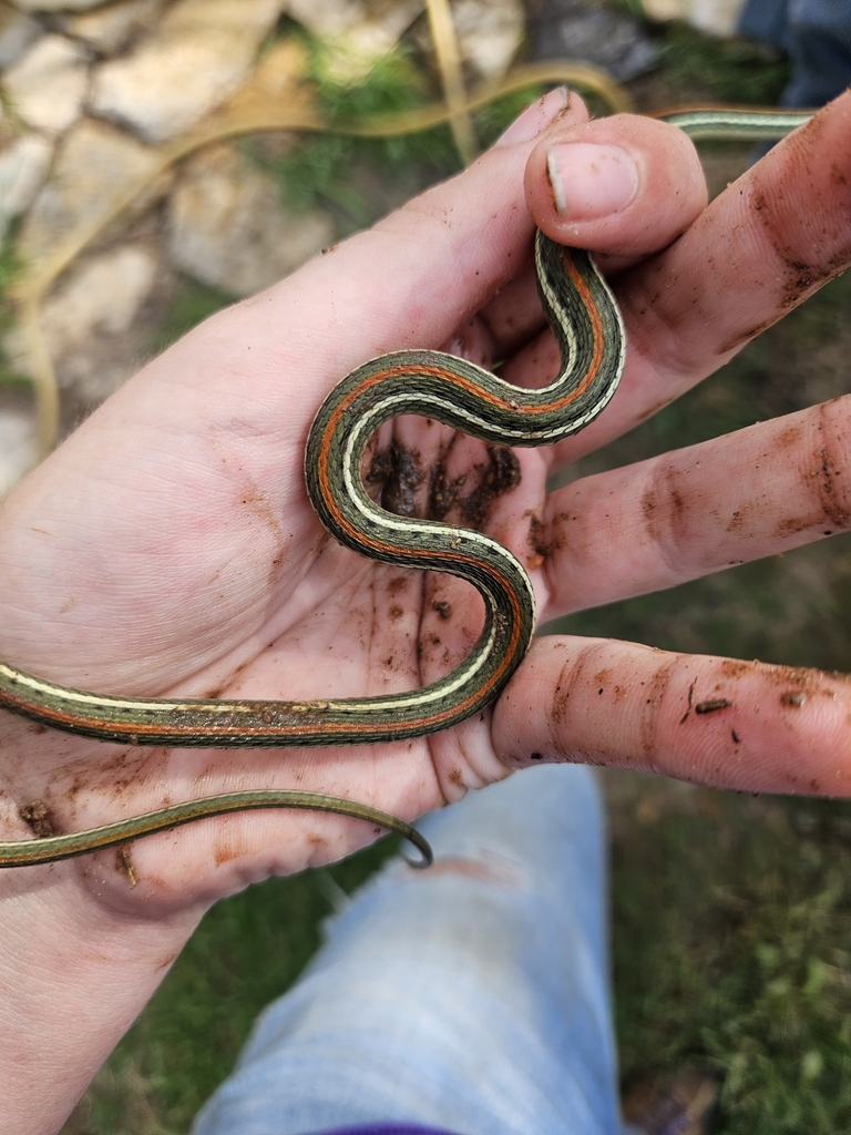 Western Ribbon Snake from Nemo, TX 76070, USA on May 27, 2025 at 05:33 ...