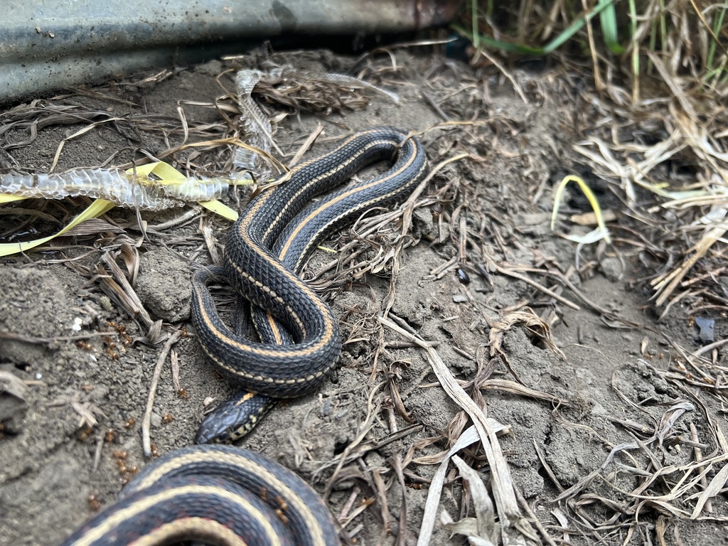 Plains Garter Snake from Hornick, IA, US on May 27, 2025 at 04:48 PM by ...
