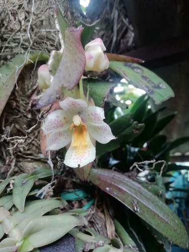 Trichocentrum pulchrum · iNaturalist United Kingdom