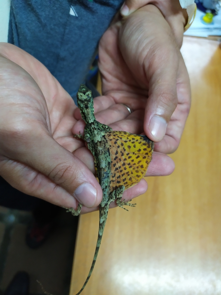 Philippine Flying Dragon from Dolores (Pob.), Rizal, Philippines on ...