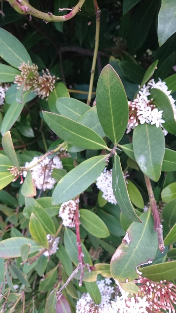 Dune Poison-bush from Manly NSW 2095, Australia on September 12, 2019 ...