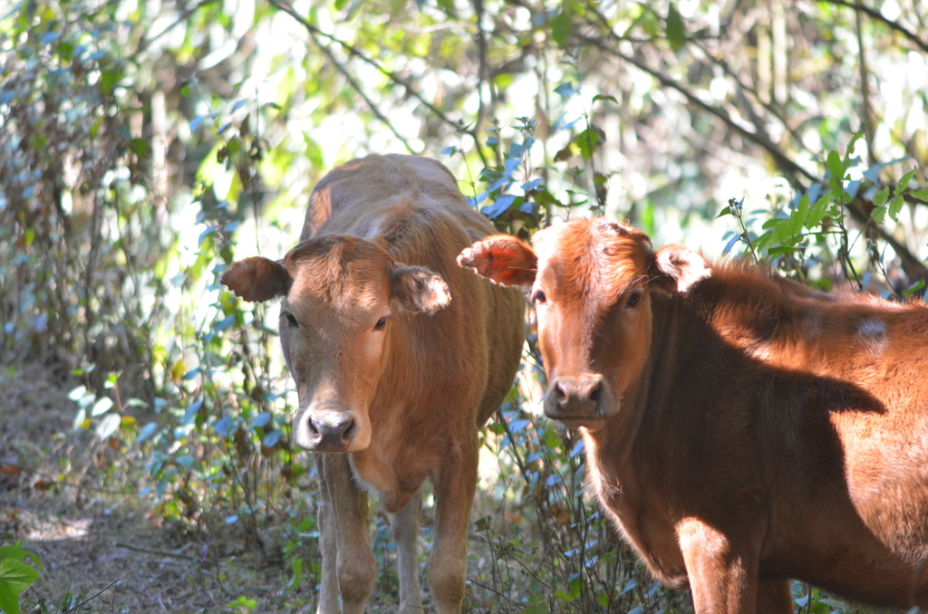 Domestic Cattle from Yongde, Lincang, Yunnan, China on February 7, 2019 ...