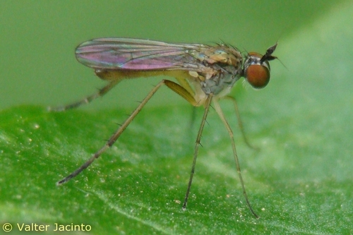 Syntormon mikii · iNaturalist Mexico