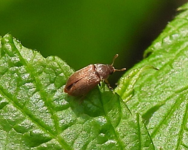 Raspberry Fruitworm Beetle from Simcoe County, ON, Canada on May 27 ...