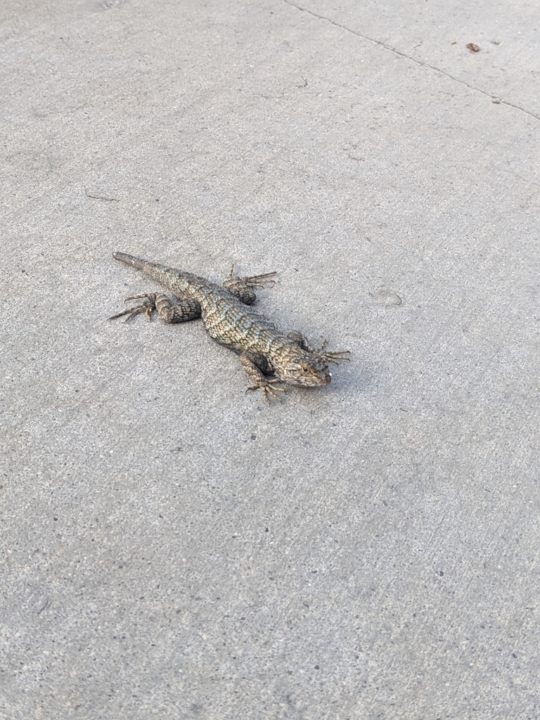 Western Fence Lizard from Bishop on May 28, 2025 at 07:15 PM by Kim ...