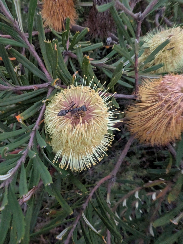 Inch Ant from Wentworth Falls NSW 2782, Australia on May 3, 2025 at 05: ...