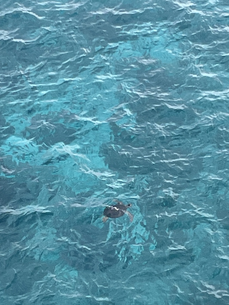 Loggerhead Sea Turtle in May 2025 by Paula · iNaturalist