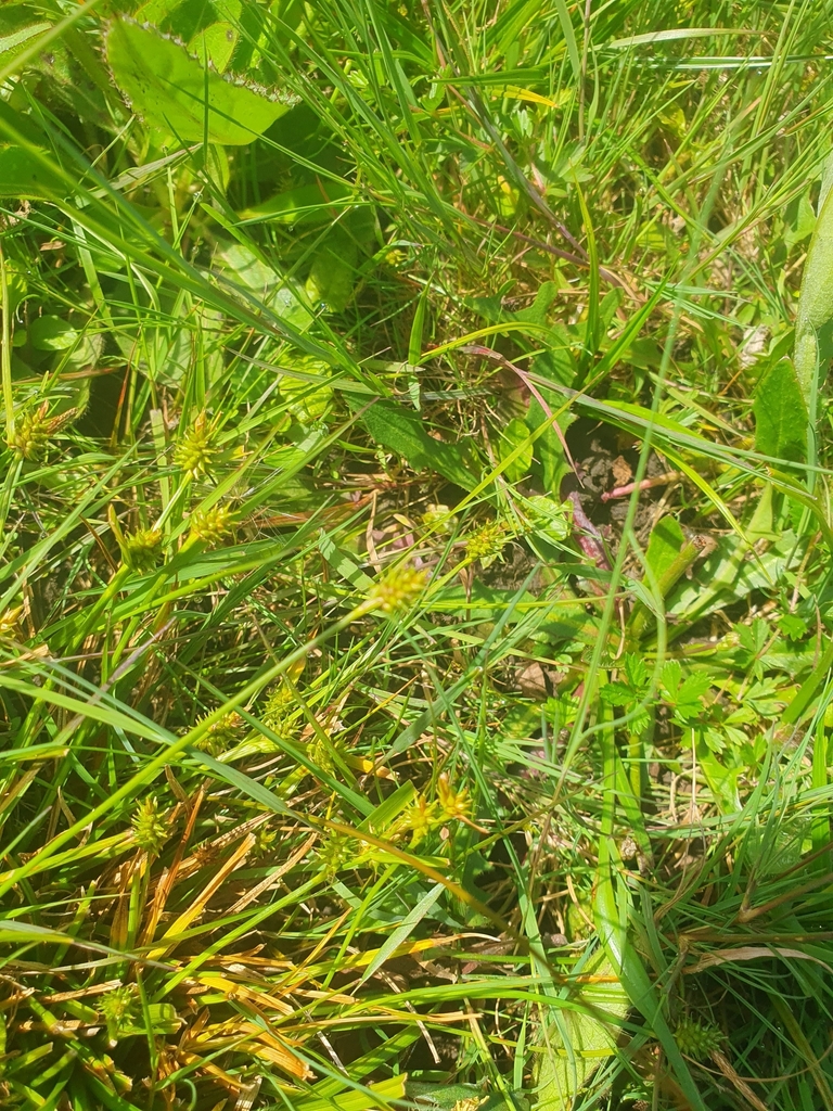 Common Yellow Sedge from 33920 Saint-Yzan-de-Soudiac, France on May 29 ...