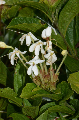 Clerodendrum buchneri · iNaturalist